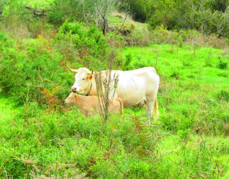 La Raza Bovina Palmera: de la utopía a toda una realidad