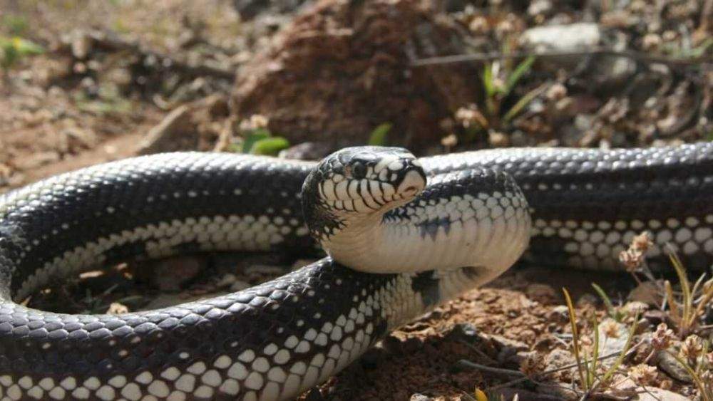 Las capturas de culebra real se disparan