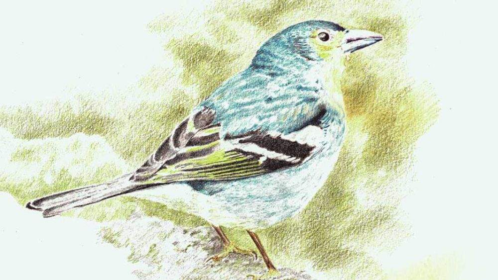 Pinzón azul de Tenerife