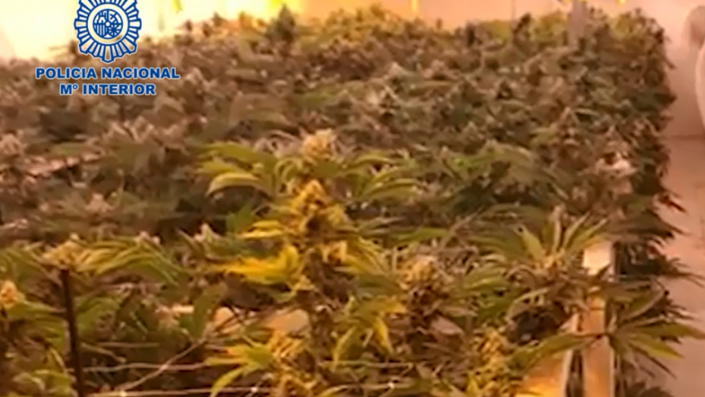 Desmantelan un importante punto de venta de marihuana en el sur de Tenerife