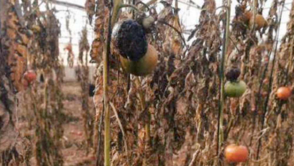 Alerta en el sector del tomate: Mildiu, el hongo que ha devastado un 80 ...