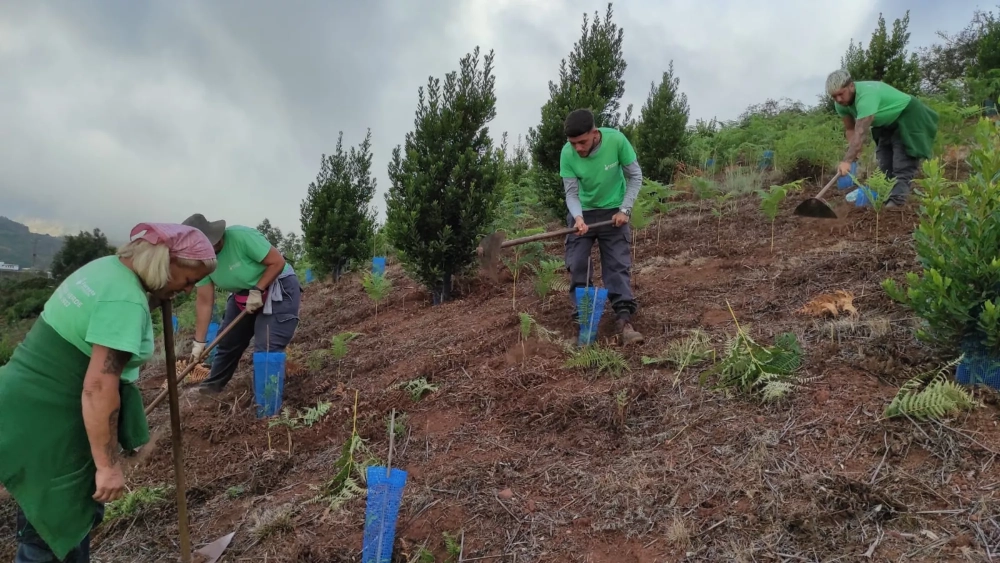 Foresta planta 4.000 ejemplares autóctonos gracias al proyecto Emplea Verde Gran Canaria