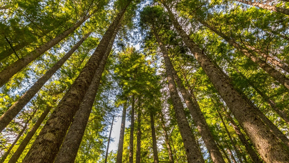 El árbol autóctono más alto de España está en Canarias: tiene más de ...