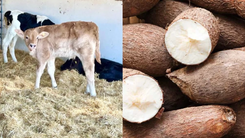 La yuca, el tubérculo que se posiciona como alternativa a la ...