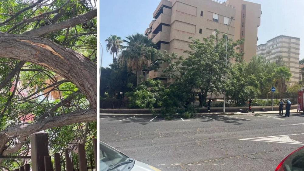 Bomberos talan en Santa Cruz una rama de gran tamaño ante el inminente ...