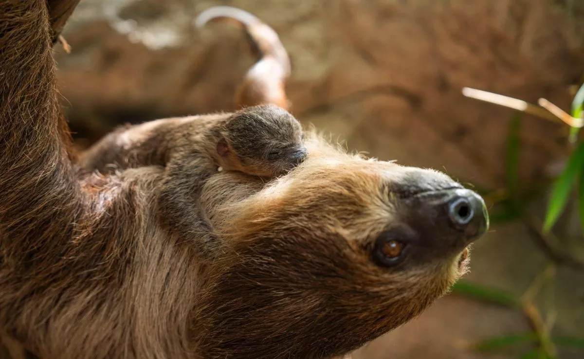 Loro Parque vive un auténtico 'baby boom' con el nacimiento de una cría ...